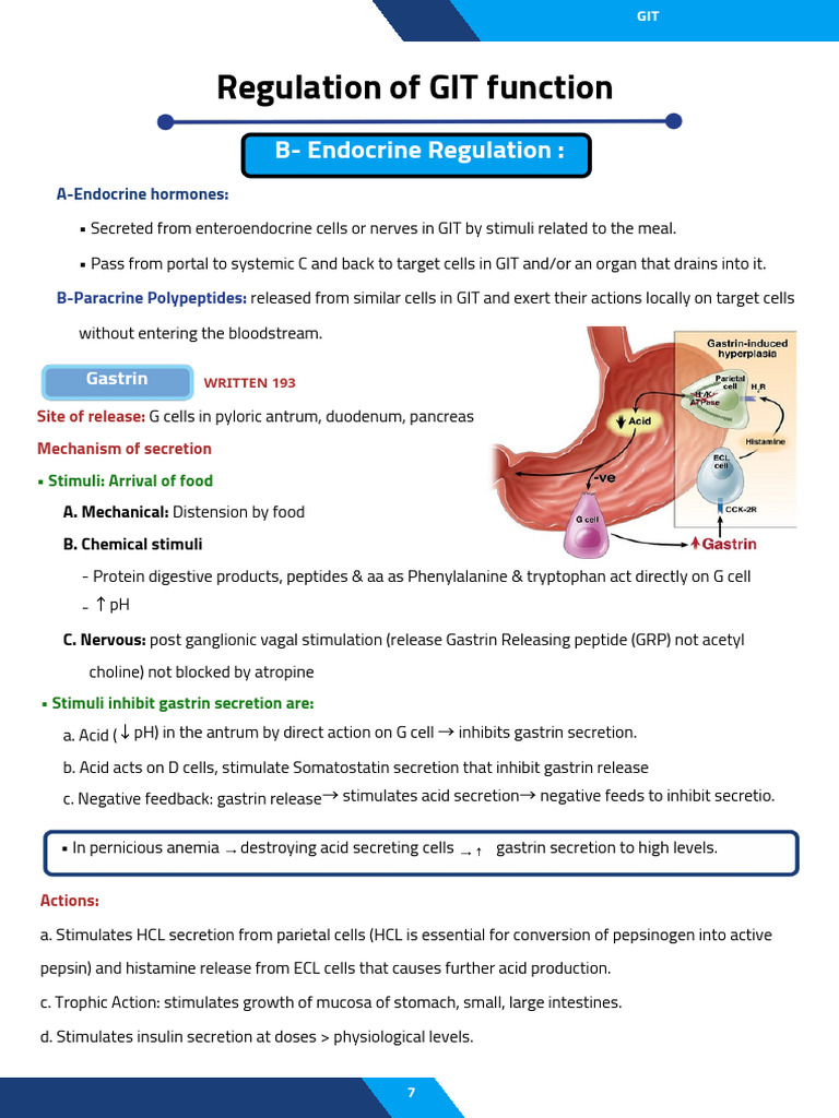 Gastrin and Gastrointestinal Hormones Overview | PDF | Pancreas ...