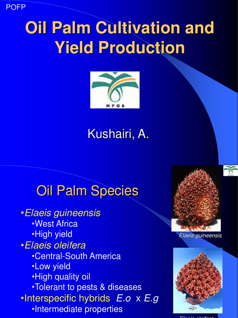 Oil Palm Cultivation | PDF | Plant Nursery | Fertilizer