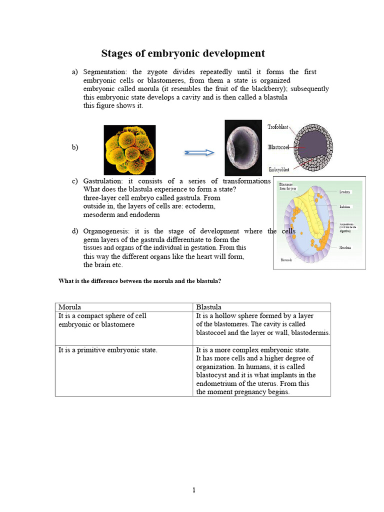 Embryonic Development Stages Explained | PDF | Embryo | Placenta