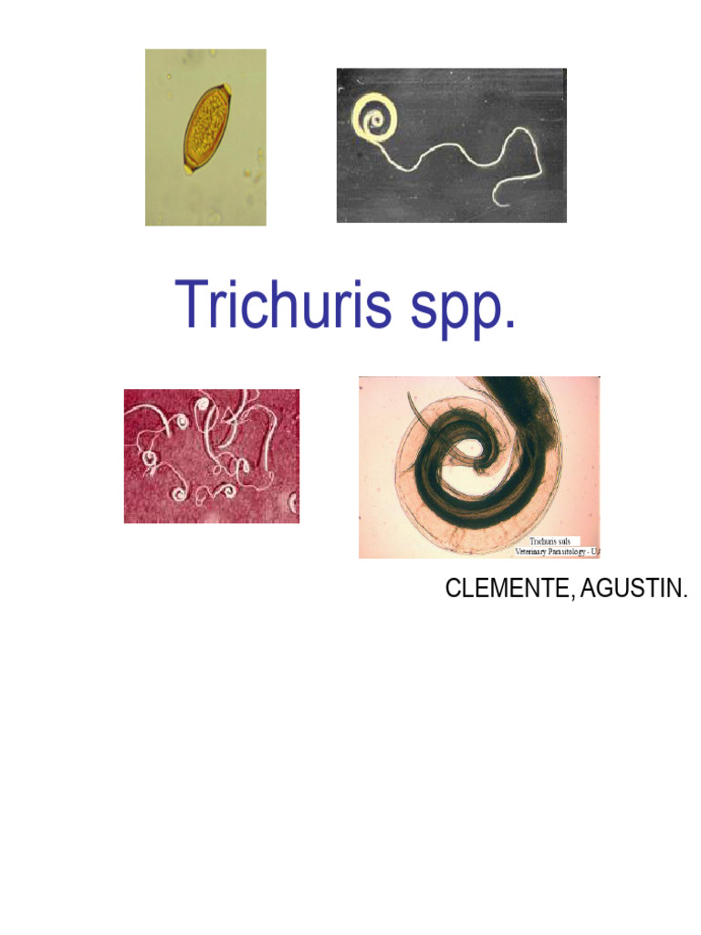 Trichuris spp. | PDF