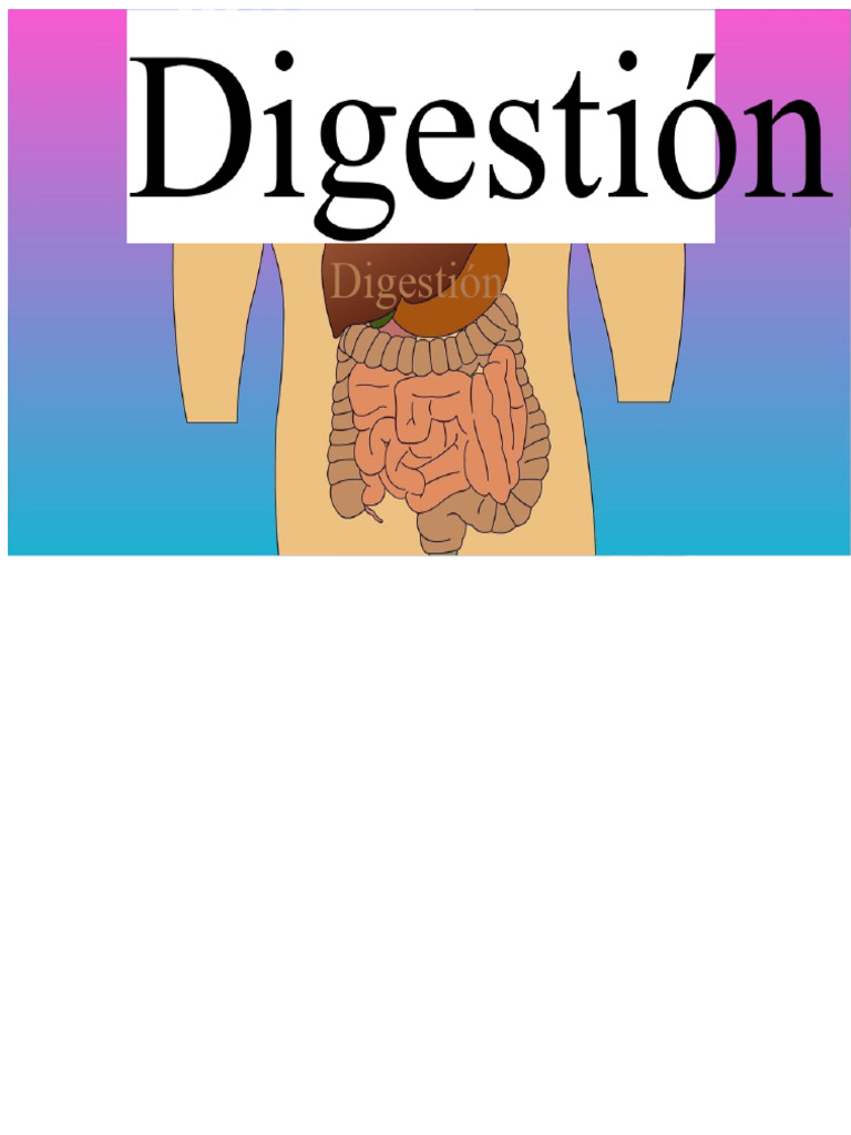 Proceso de Digestión Humana Explicado | PDF | Digestión | Anatomía