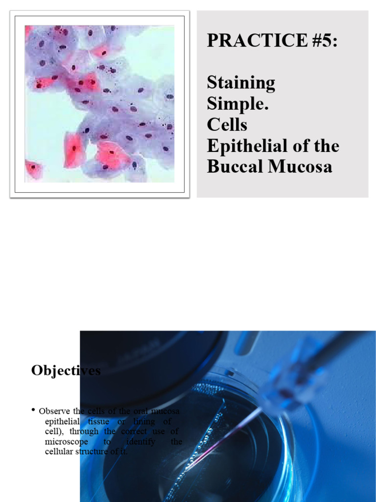 Buccal Mucosa Cell Staining Guide | PDF | Epithelium | Microscope