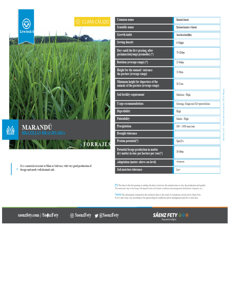 Marandú Brachiaria Forage Guide | PDF | Soil | Crop Rotation