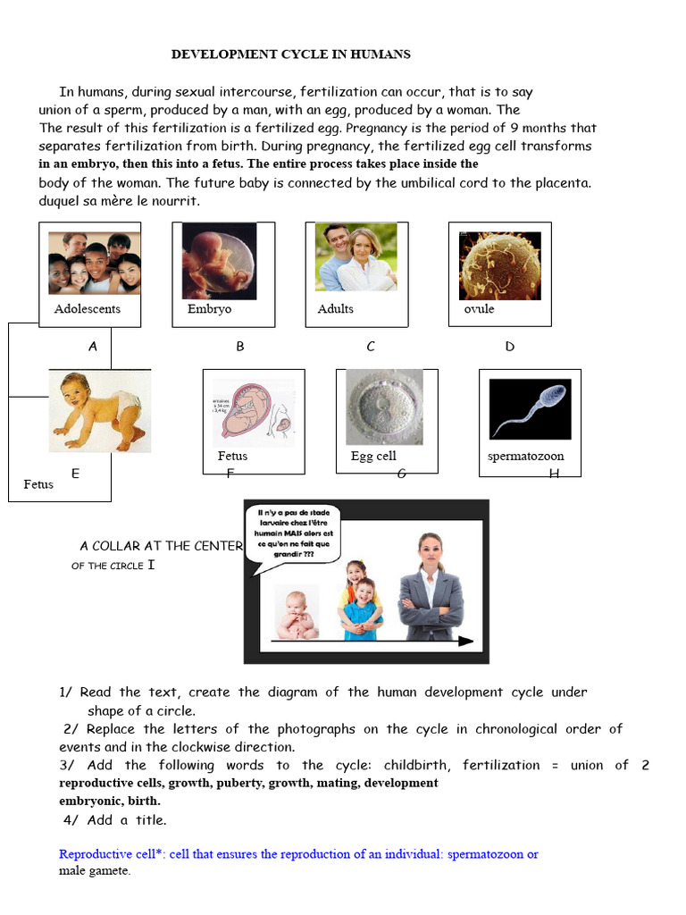 Human Development Cycle Explained | PDF | Fertilisation | Egg