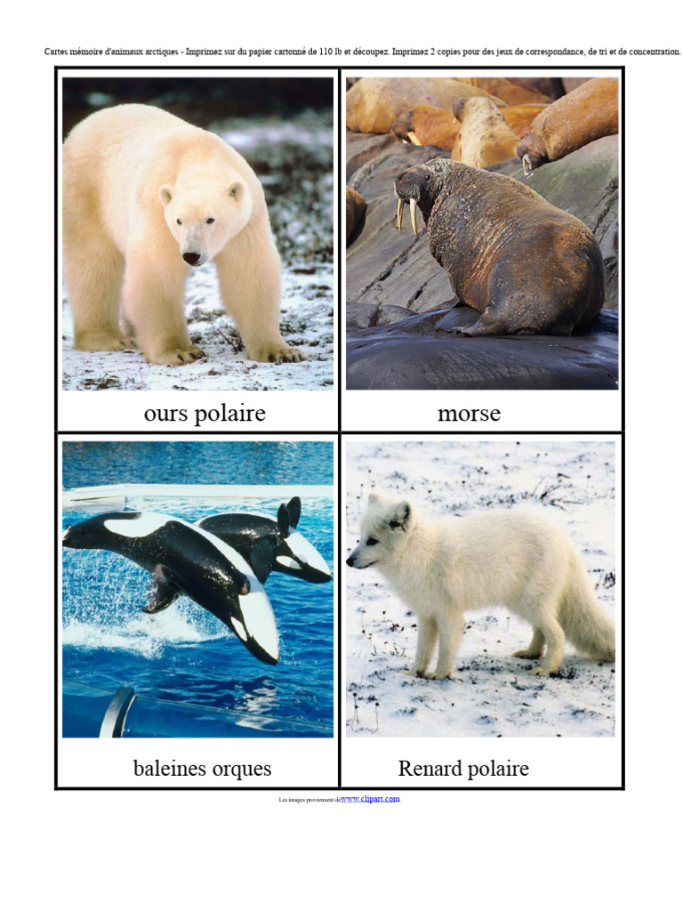 Cartes mémoire des animaux arctiques | PDF
