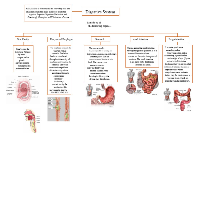 Overview of the Digestive System Functions | PDF | Human Digestive ...