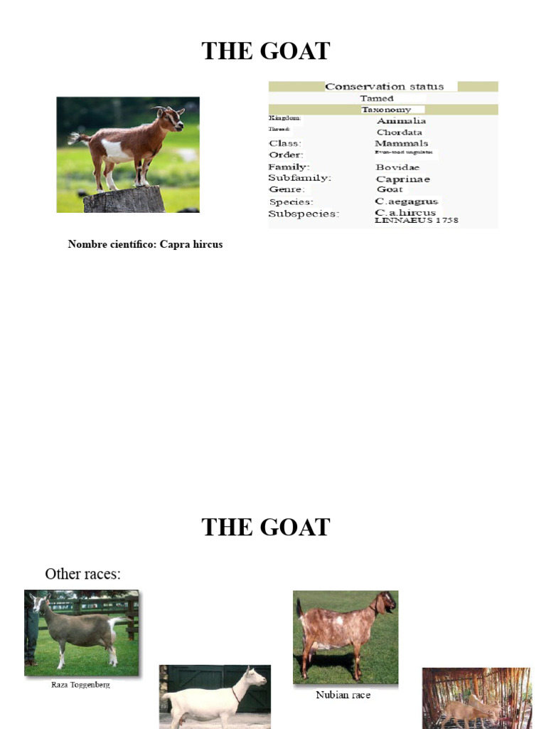 THE GOAT | PDF | Goat | Agriculture