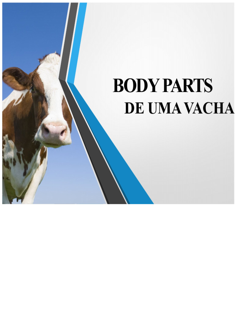 Classe 2 - Partes Do Corpo Da Vaca | PDF