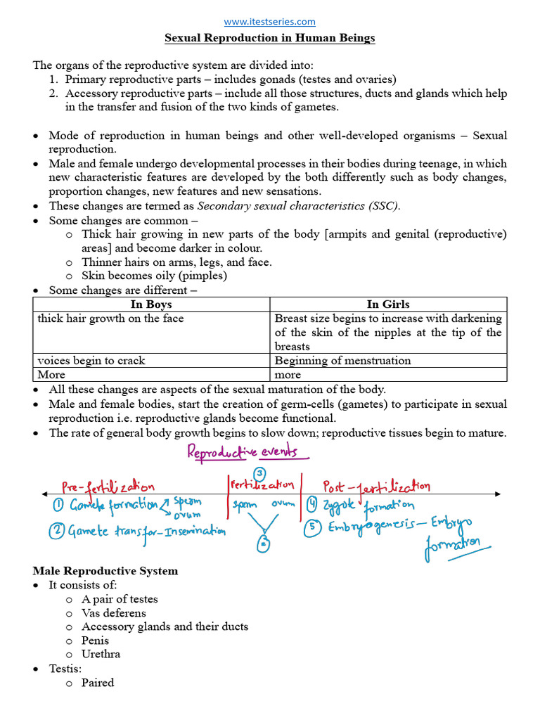 Sexual Reproduction in Human Beings Notes | PDF | Menstrual Cycle | Uterus