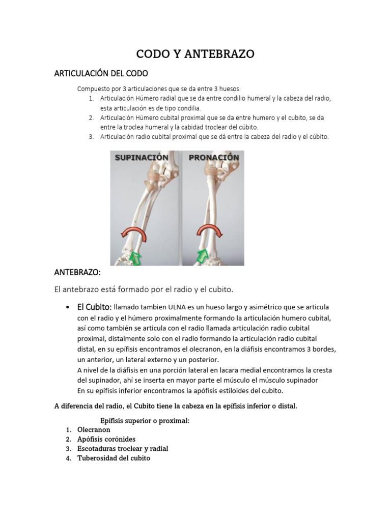 Anatomía del Codo y Antebrazo | PDF | Codo | Articulación