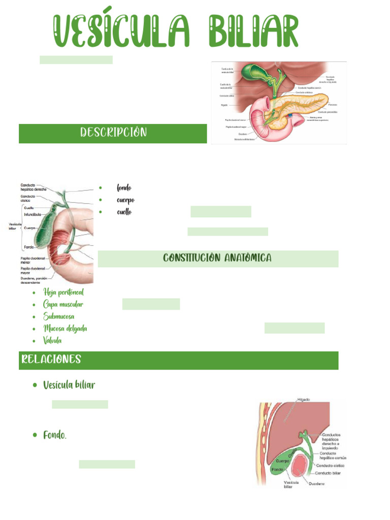 4 Vesicula Biliar | PDF | Sistema digestivo humano | Hígado