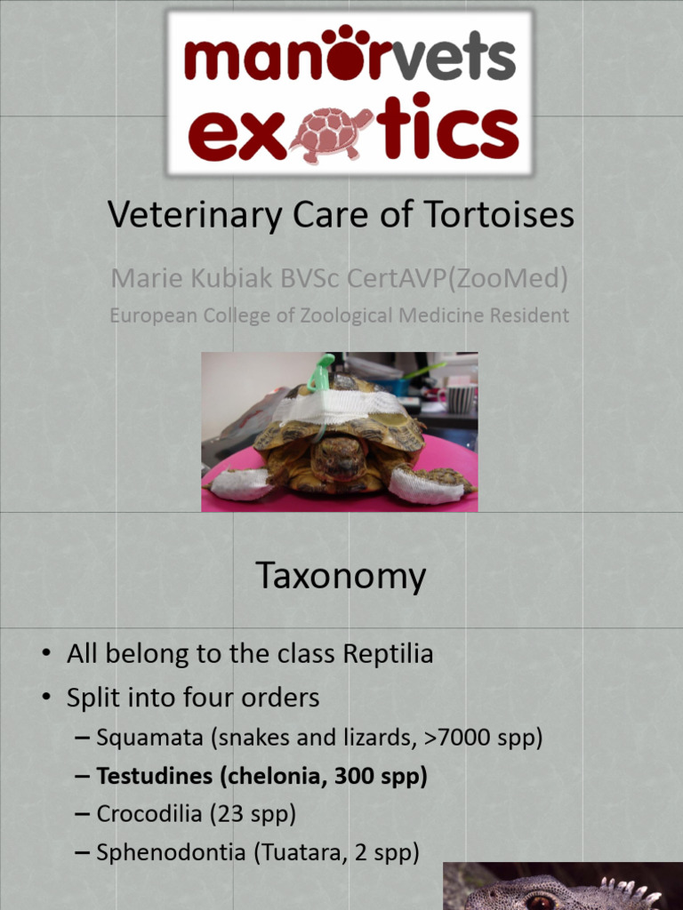 Comprehensive Guide to Tortoise Care | PDF | Infection | Respiratory ...