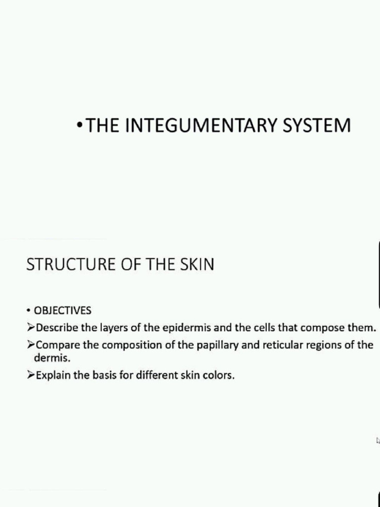 Lecture 6 Gross Anatomy | PDF