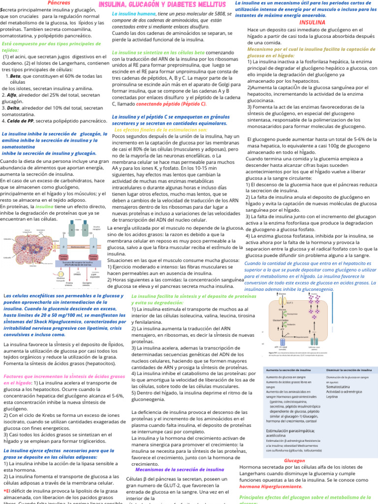 Funciones y regulación del páncreas | PDF | Insulina | Glucógeno