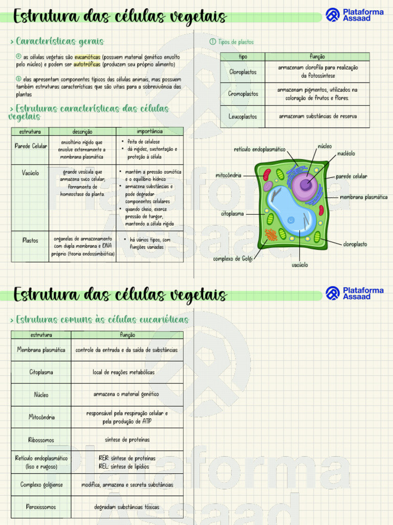 Mapa mental - Estrutura das células vegetais | PDF | Célula (Biologia ...