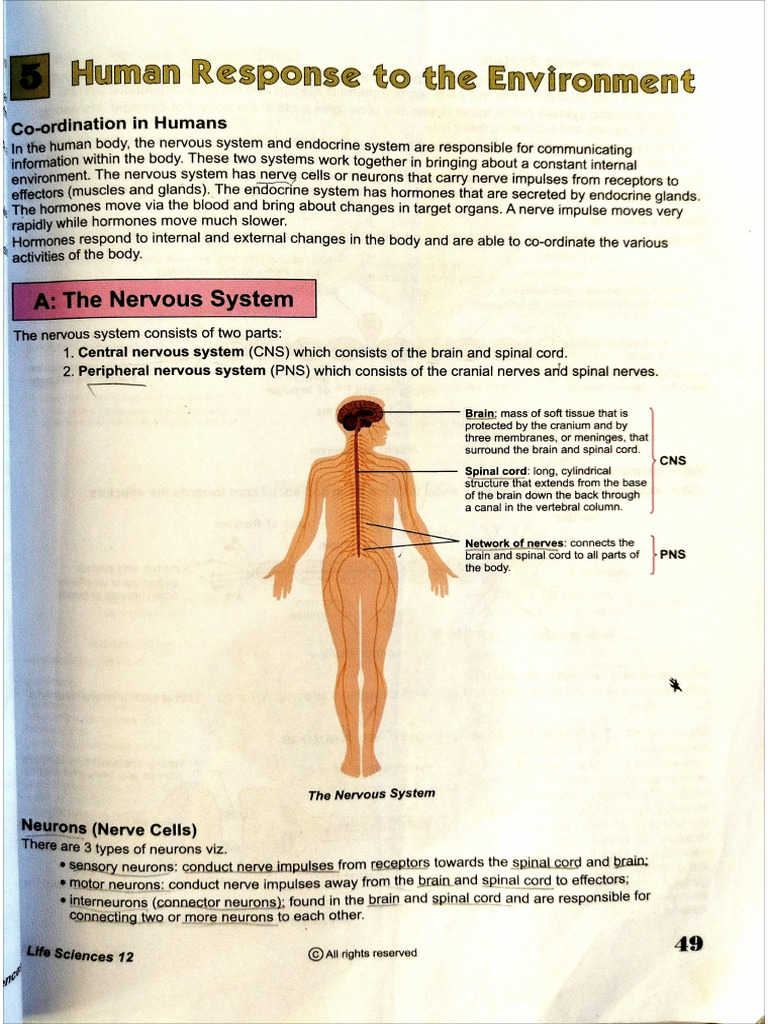Life Sciences (Nervous System) | PDF