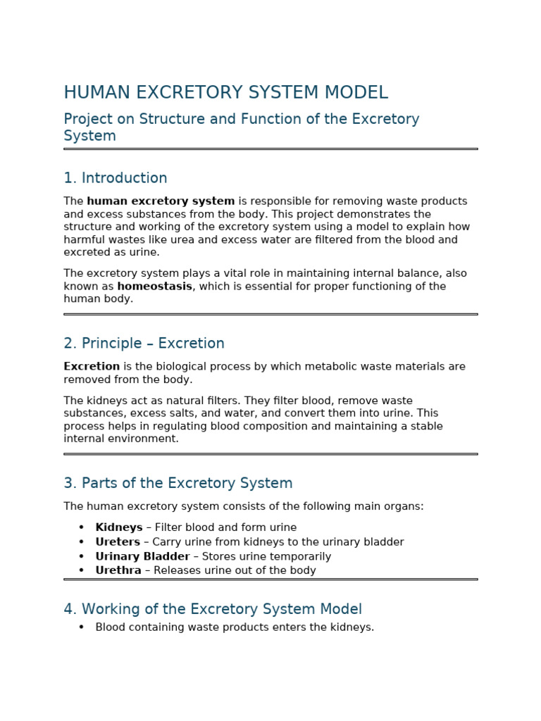Human Excretory System - Working Model Project | PDF | Urine | Kidney