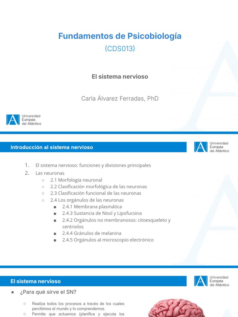 Semana 8_Las Neuronas | PDF | Neurona | Sistema nervioso