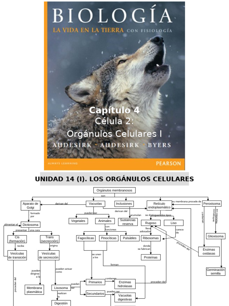 25 (Célula 2 (Orgánulos I) | PDF | Nucleo celular | Retículo endoplásmico