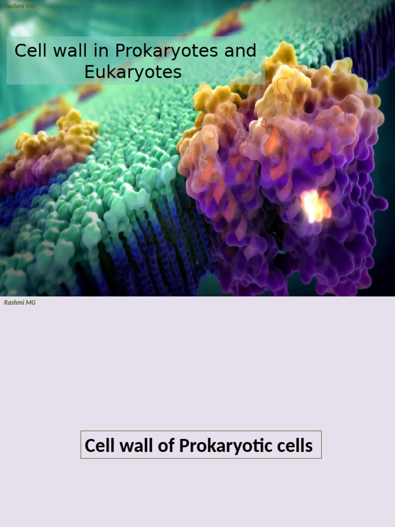 Cell Wall of Prokaryotic and Eukaryotic Cell | PDF | Cell Wall | Cellulose