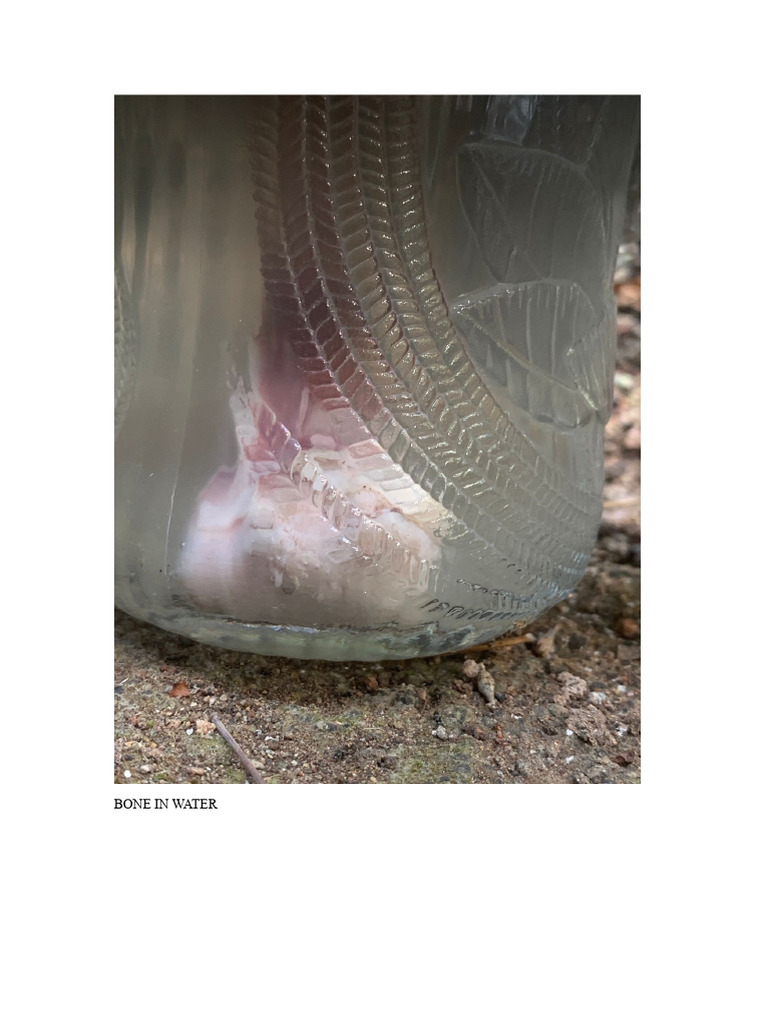 Bone Preservation: Water vs. Vinegar | PDF