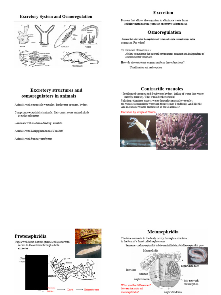 Excretory System and Osmoregulation | PDF | Kidney | Excretion