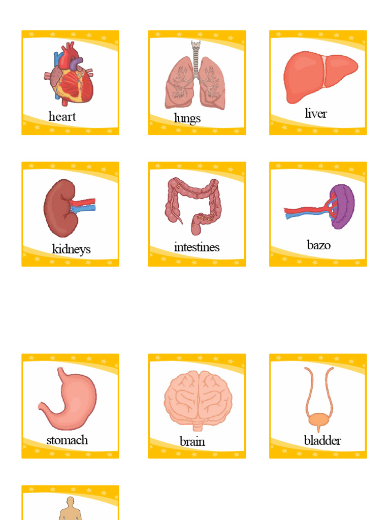 Matching Cards - Organs of The Body | PDF