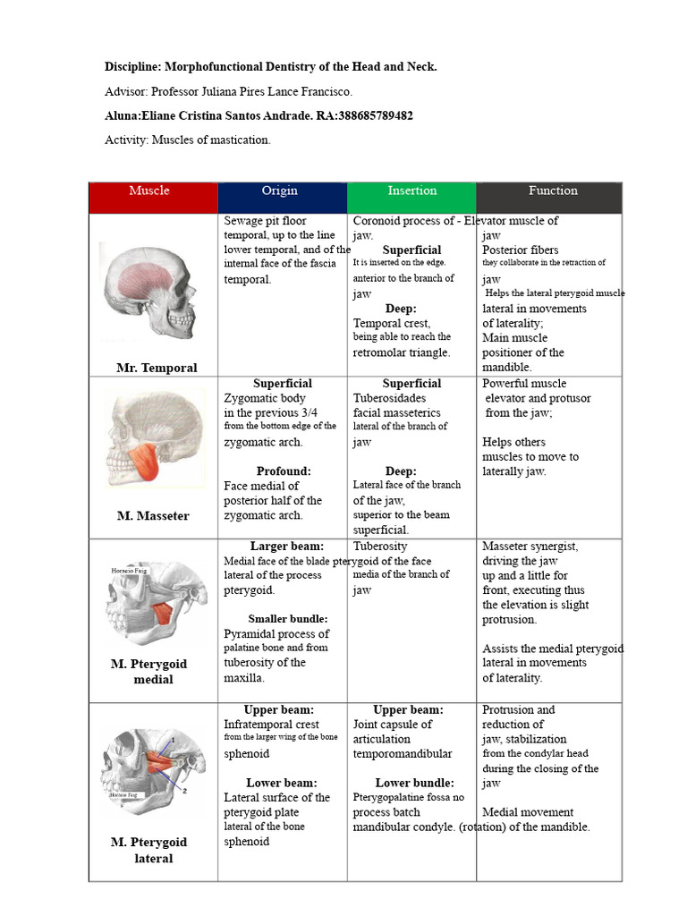 Activity of The Chewing Muscles | PDF | Human Head And Neck ...