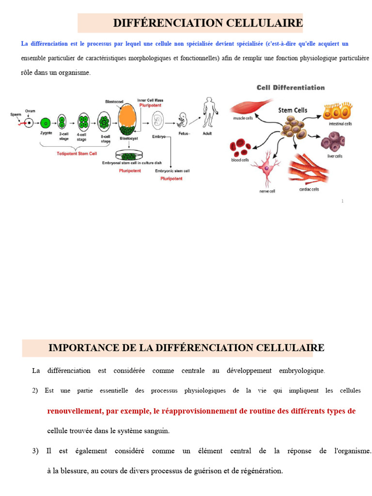 Comprendre la différenciation cellulaire | PDF | Différenciation ...