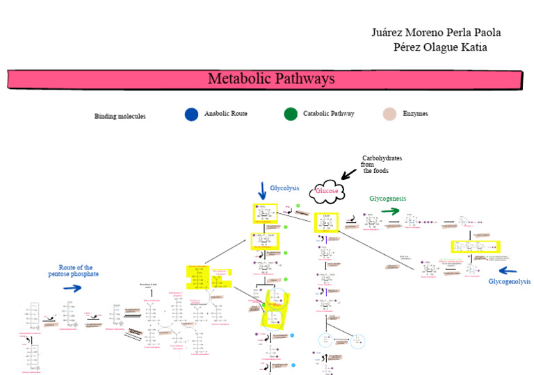 Metabolic Pathways Integration | PDF | Glycolysis | Nicotinamide ...