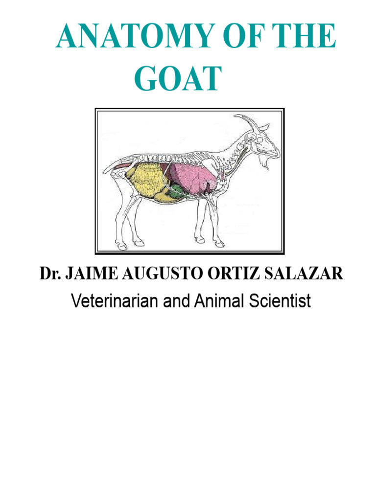 2. Anatomy of the Goat | PDF | Respiratory Tract | Digestion