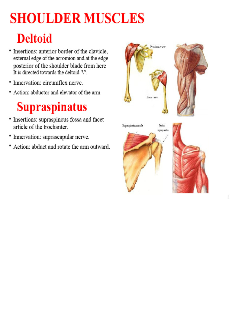 Class 4-A Shoulder and Arm (3) | PDF | Arm | Anatomical Terms Of Motion