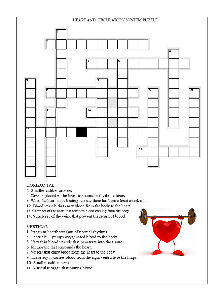 Heart and Circulatory System Puzzle | PDF