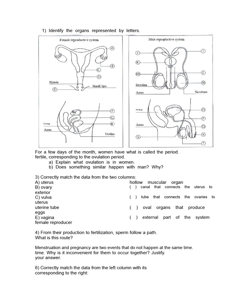 Female and male reproductive system.docx | PDF