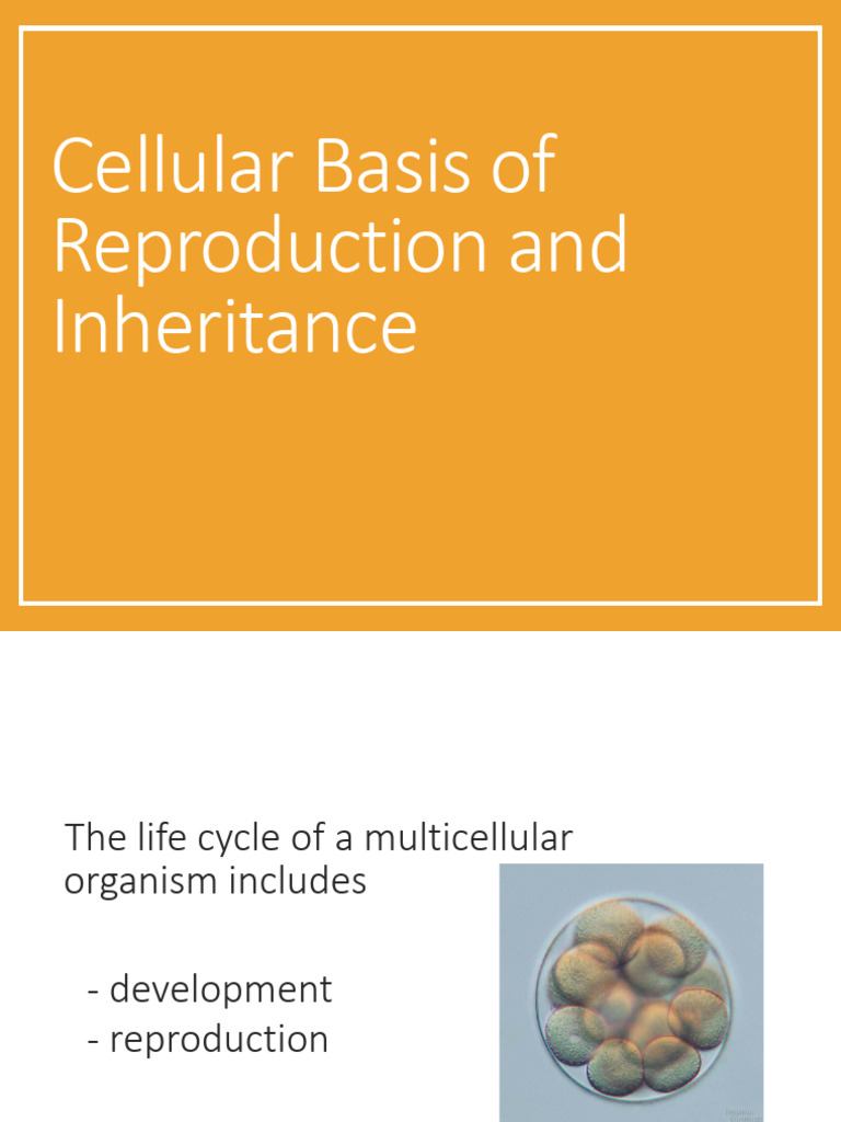 Cellular Reproduction and Genetics Overview | PDF | Meiosis | Allele