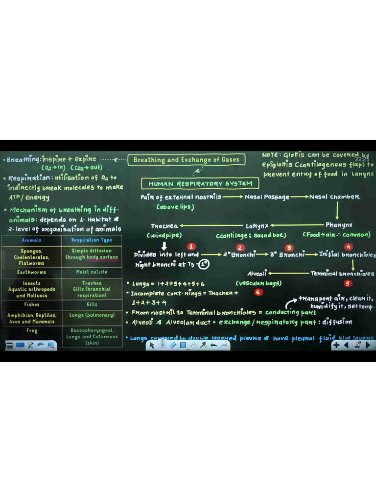 Breathing and Exchange of Gases Mind Map | PDF