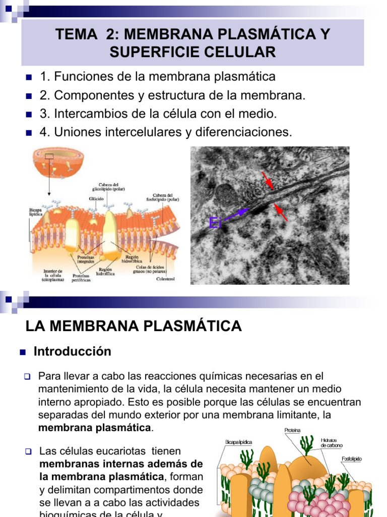 Funciones y Estructura de la Membrana Plasmática | PDF | Membrana ...