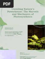 Photosynthesis: Ecosystem Vitality Explained | PDF | Photosynthesis ...