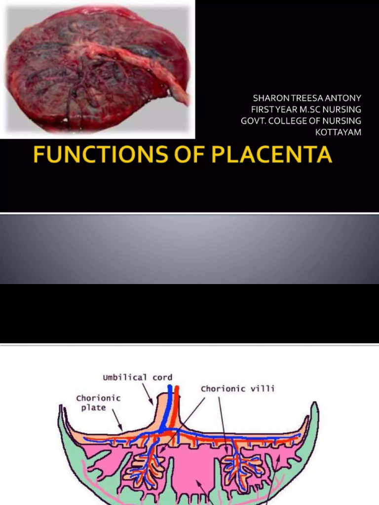 Placenta | PDF