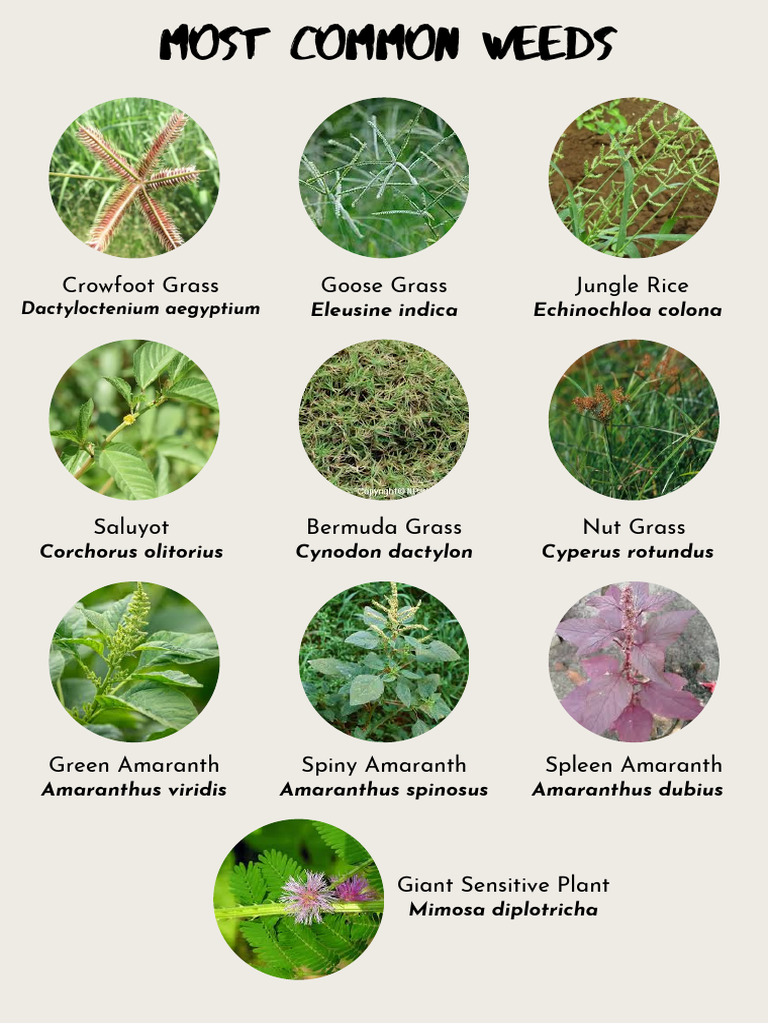 Most Common Weeds Identification Guide | PDF | Plants | Botany