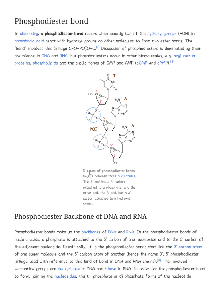 Phosphodiester Bond - Wikipedia | PDF | Biochemistry | Chemistry