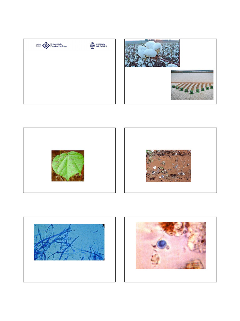 02_03_ Doenças causadas por fungos. Murcha-de-fusarium Fusarium ...