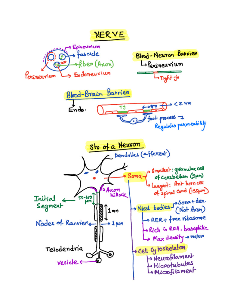 Physiology - Nerve Muscle Physiology Atf (1) | PDF