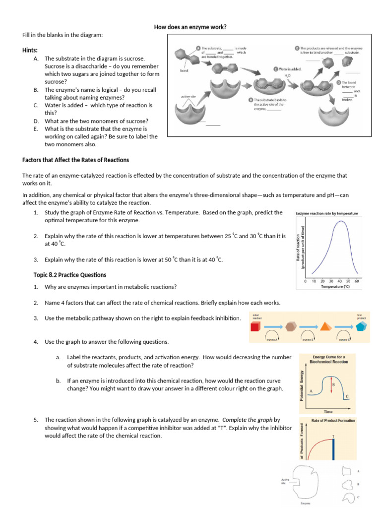 7b - Enzyme application questions | PDF | Enzyme | Reaction Rate