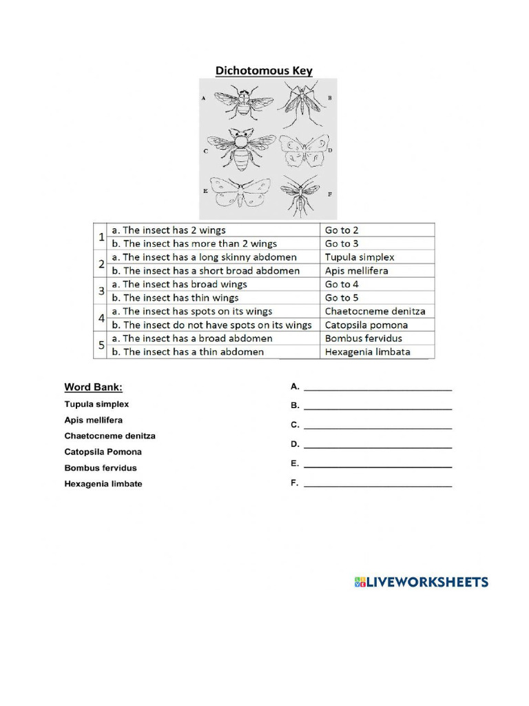 Dichotomous Key | PDF