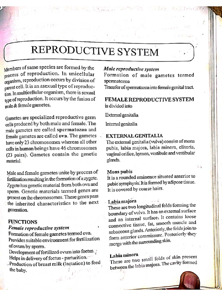 REPRODUCTIVE SYSTEM | PDF