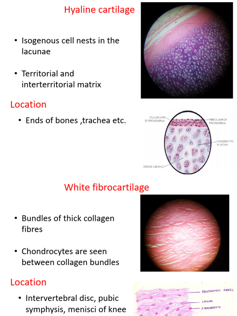 HISTO Block 1 Practical | PDF | Muscle | Skin