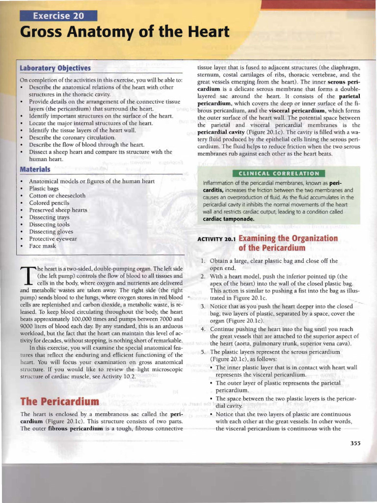 Gross Anatomy of The Heart Lab | PDF | Heart Valve | Atrium (Heart)