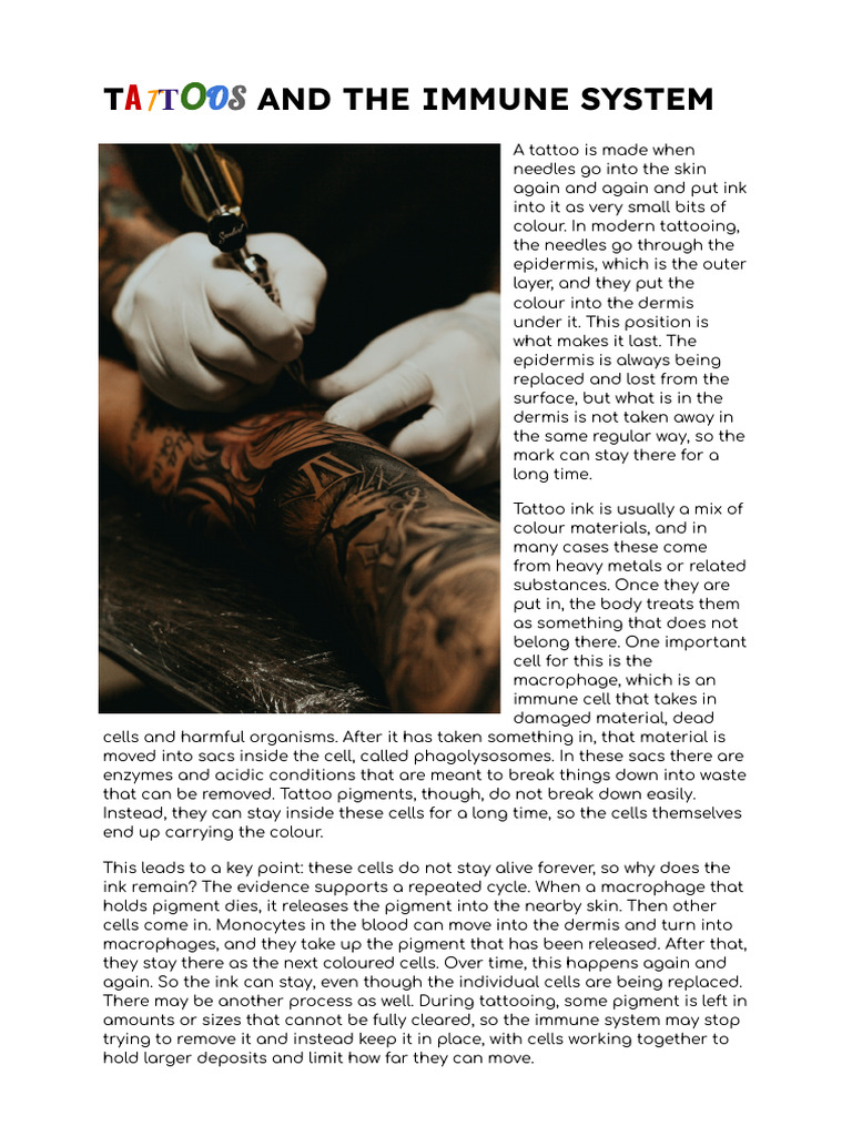 Tattoos' Impact on Immune Response | PDF | Macrophage | Tattoo