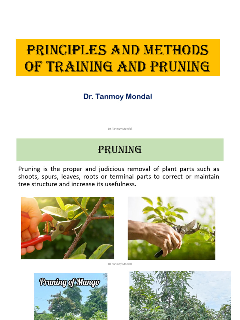 Training and Pruning | PDF | Pruning | Trees